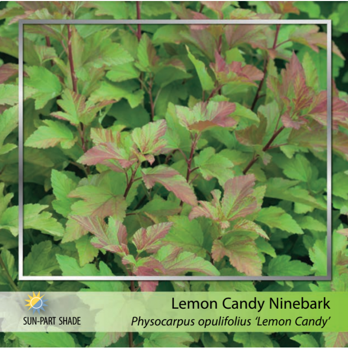 Lemon Candy Ninebark