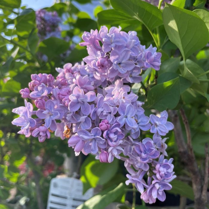 French Lilac President Grevy
