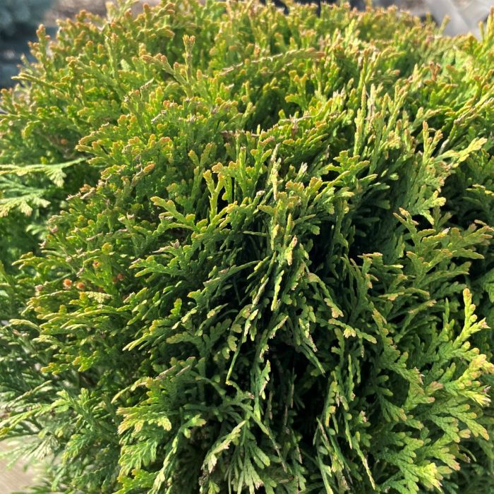 Little Giant Globe Cedar