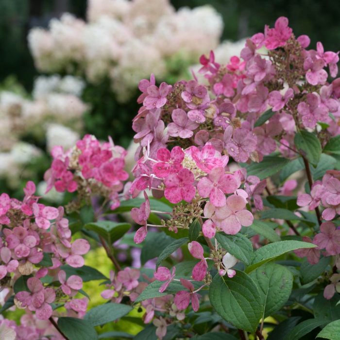 Little Quick Fire Hydrangea