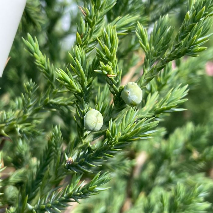 Mountbatten Juniper