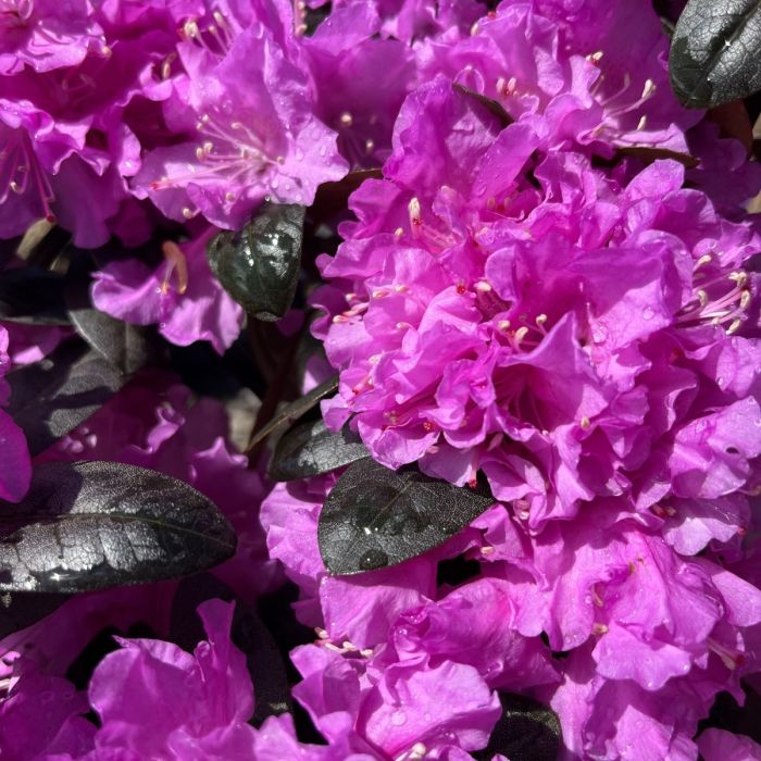 P.J.M. Regal Rhododendron