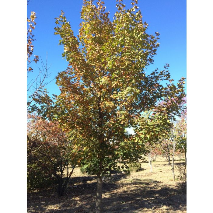 Pacific Sunset Maple