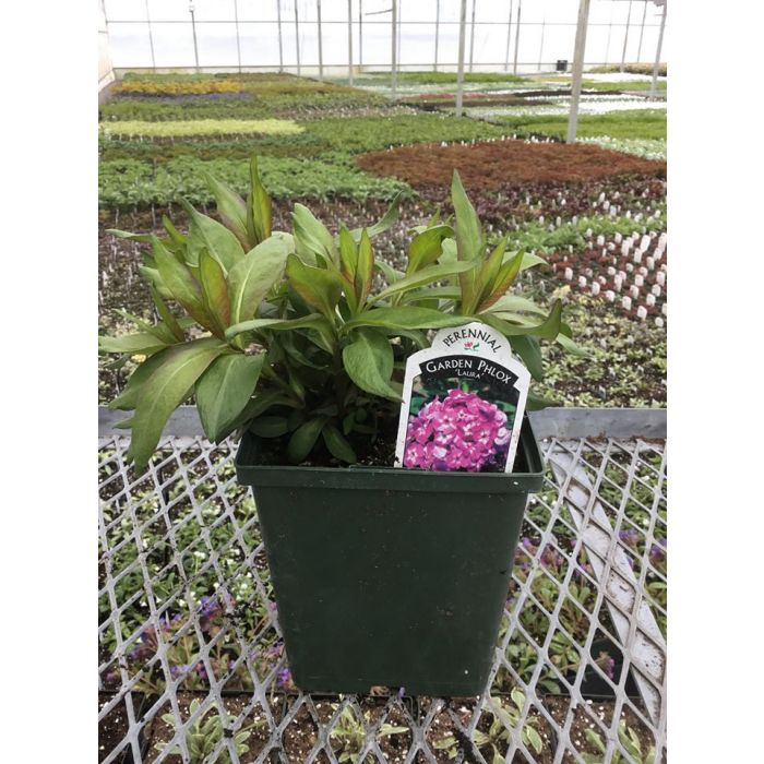 Phlox Pan Laura 1G