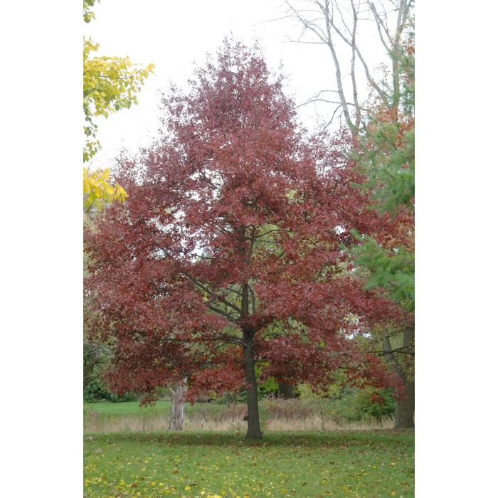 Pin Oak