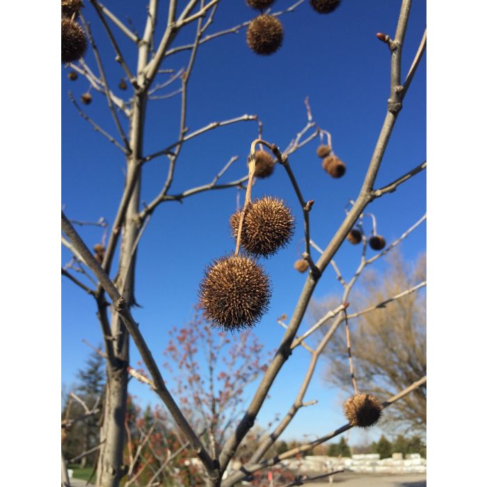 Bloodgood London Plane