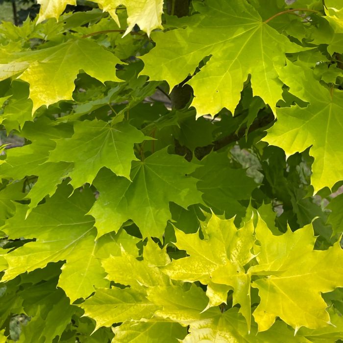 Princeton Gold Maple