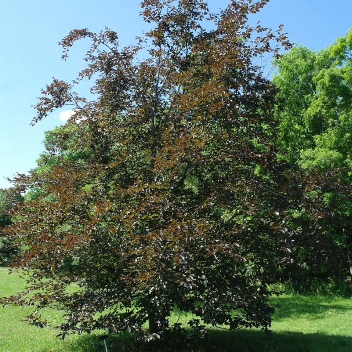 Purple Beech