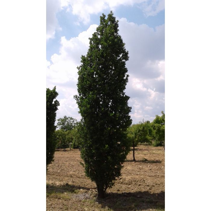 Pyramidal English Oak