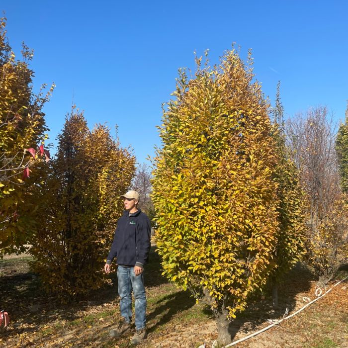 Pyramidal Euro Hornbeam