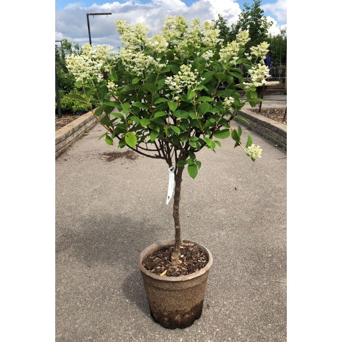 Quick Fire Hydrangea Std