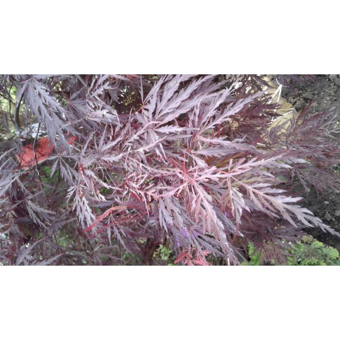 Red Dragon Japanese Maple