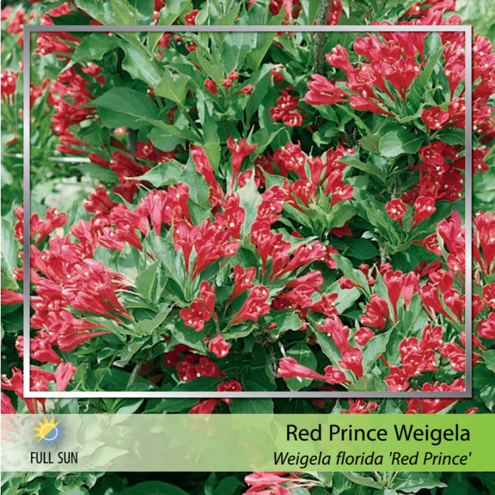 Red Prince Weigela