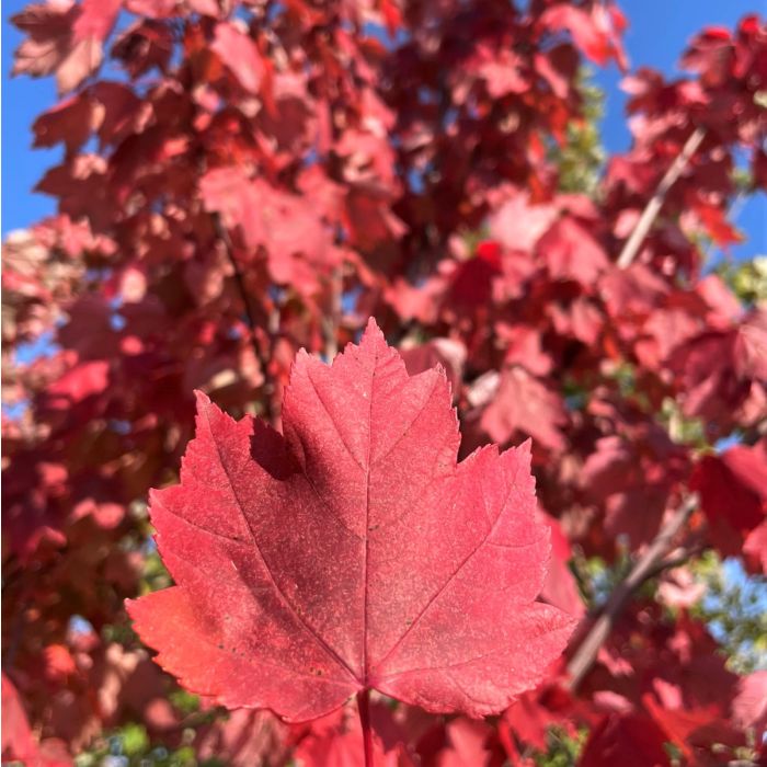 Redpointe Red Maple