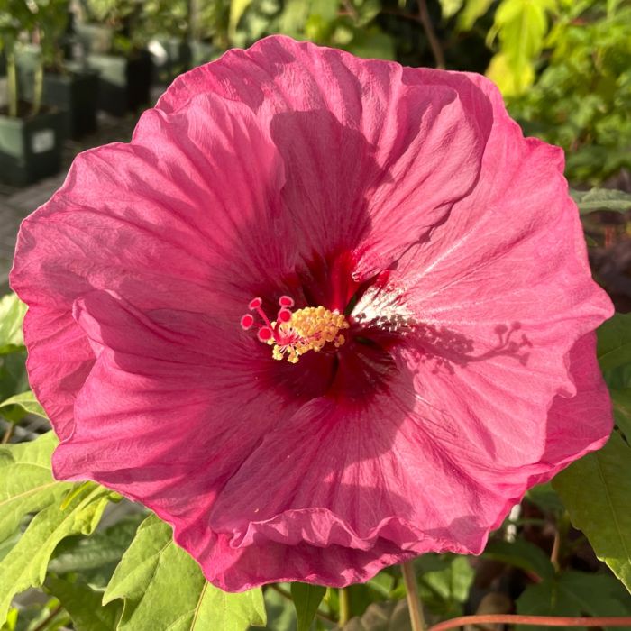 Rose Mallow 'Berry Awesome' 1G