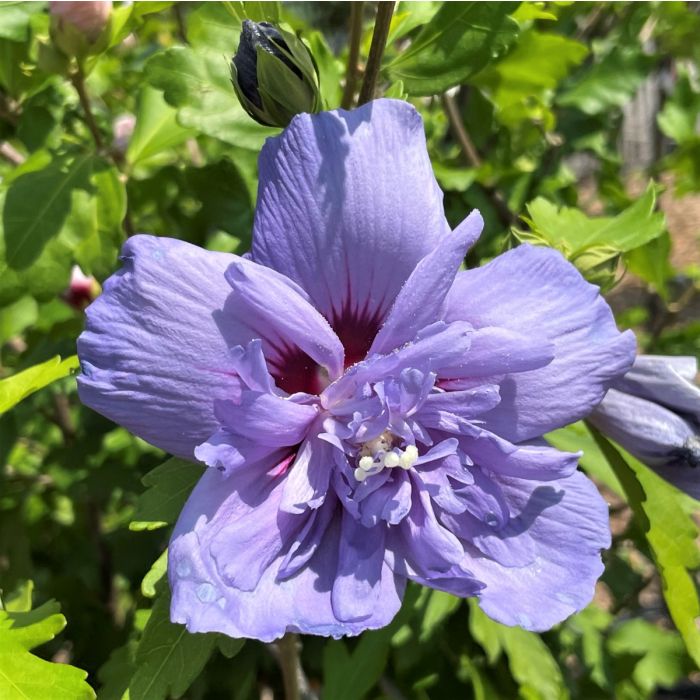 Rose of Sharon 'Blue Chiffon' Std