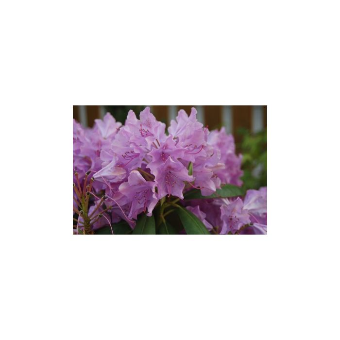 Roseum Pink Rhododendron