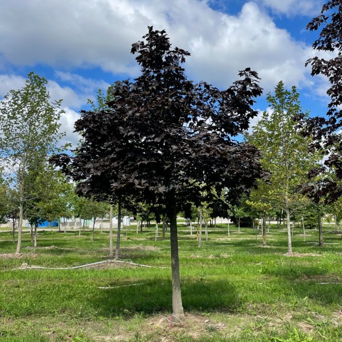 Royal Red Maple