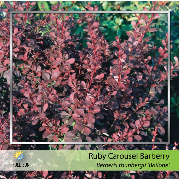 Ruby Carousel Barberry