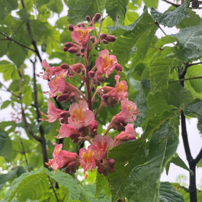 Ruby Red Horsechestnut