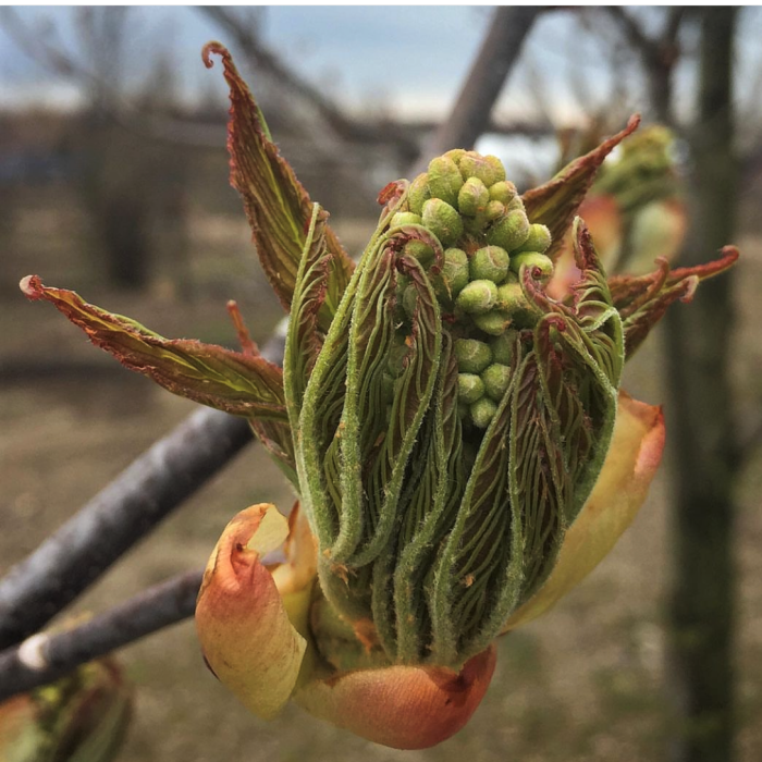 Ruby Red Horsechestnut