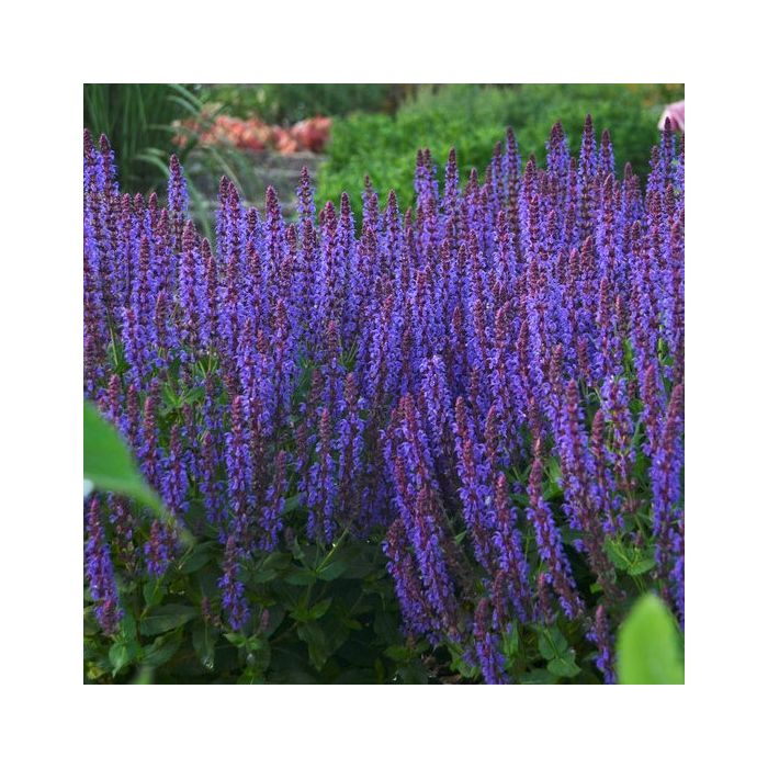 Sage 'Violet Riot' 1G