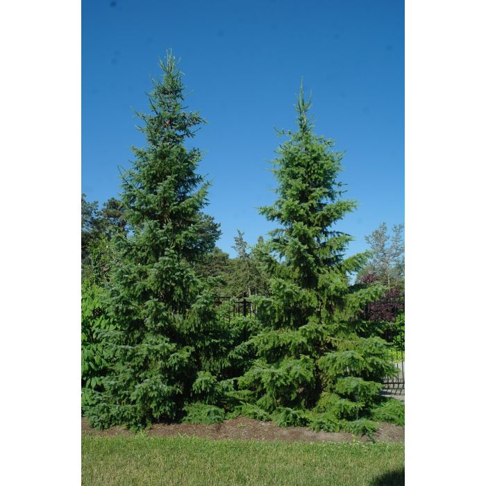 Serbian Spruce