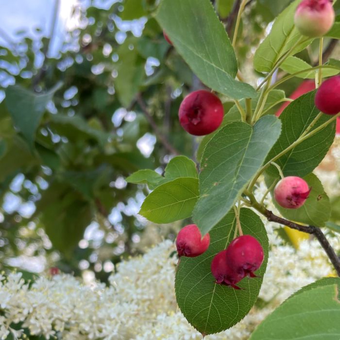 Serviceberry Tree