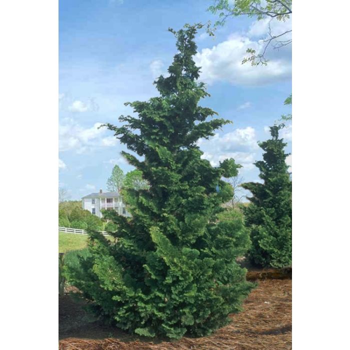 Slender Hinoki False Cypress