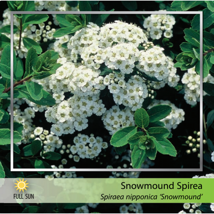 Snowmound Spirea