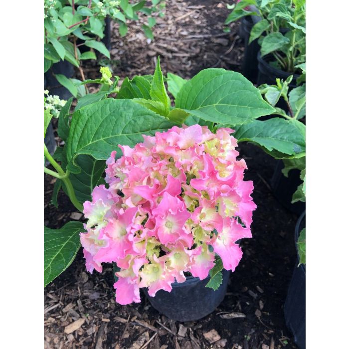 Spike Hydrangea