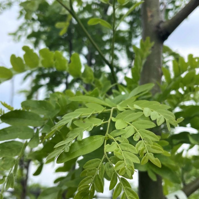 Street Keeper Honey Locust