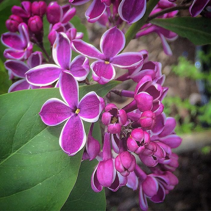 French Lilac Sensation Lilac