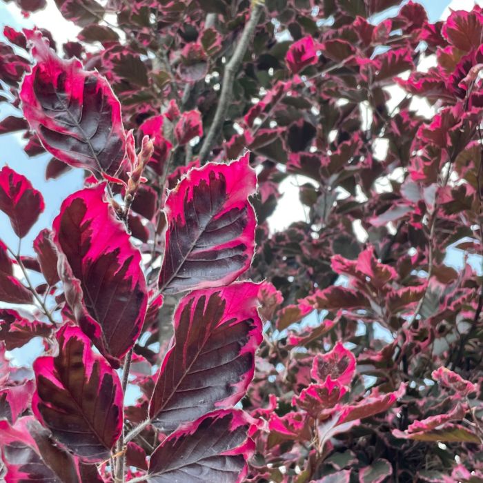 Tricolour Beech