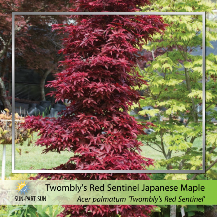 Twombly's Red Sentinel Japanes