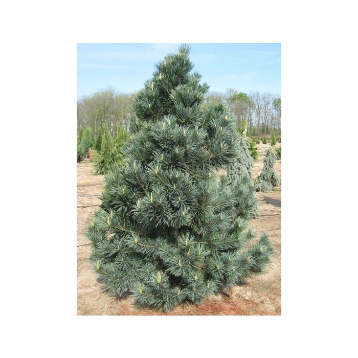 Vanderwolf Pine