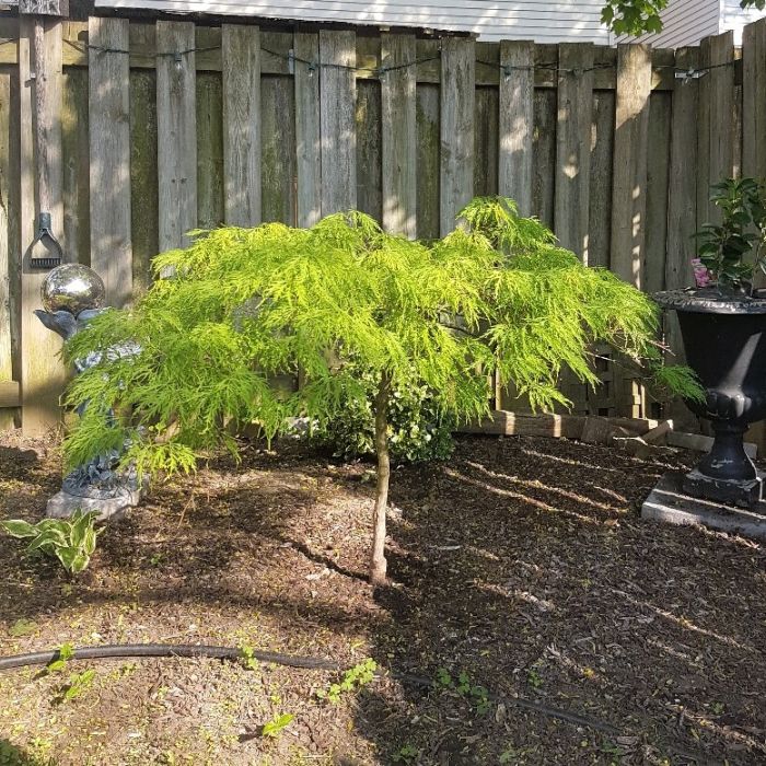 Waterfall Japanese Maple