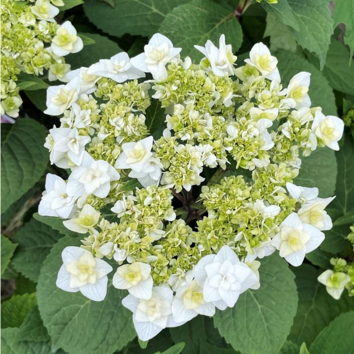 Dancing Snow Hydrangea