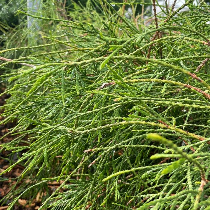 Whipcord Western Cedar