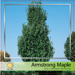 Armstrong Maple
