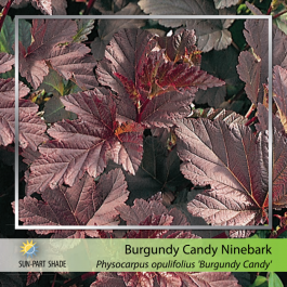Burgundy Candy Ninebark