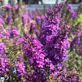 Birthday Cake Butterfly Bush