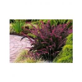 Cherry Bomb Barberry