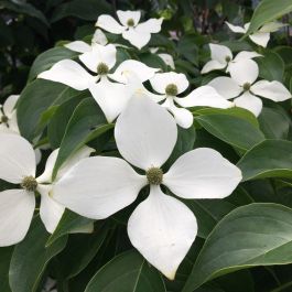 Chinese Flowering Dogwood