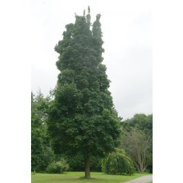 Columnar Norway Maple