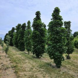 Columnar Norway Maple