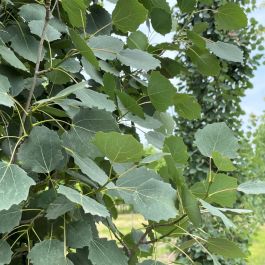Columnar Swedish Aspen