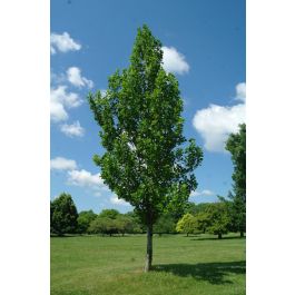 Columnar Tulip Tree