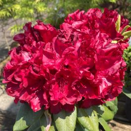 Firestorm Rhododendron