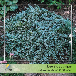 Icee Blue Juniper